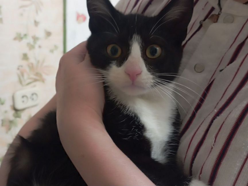 Котенок Маркиз в добрые руки