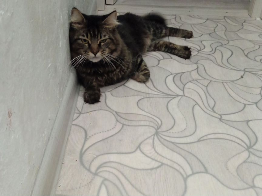 Коты в добрые руки