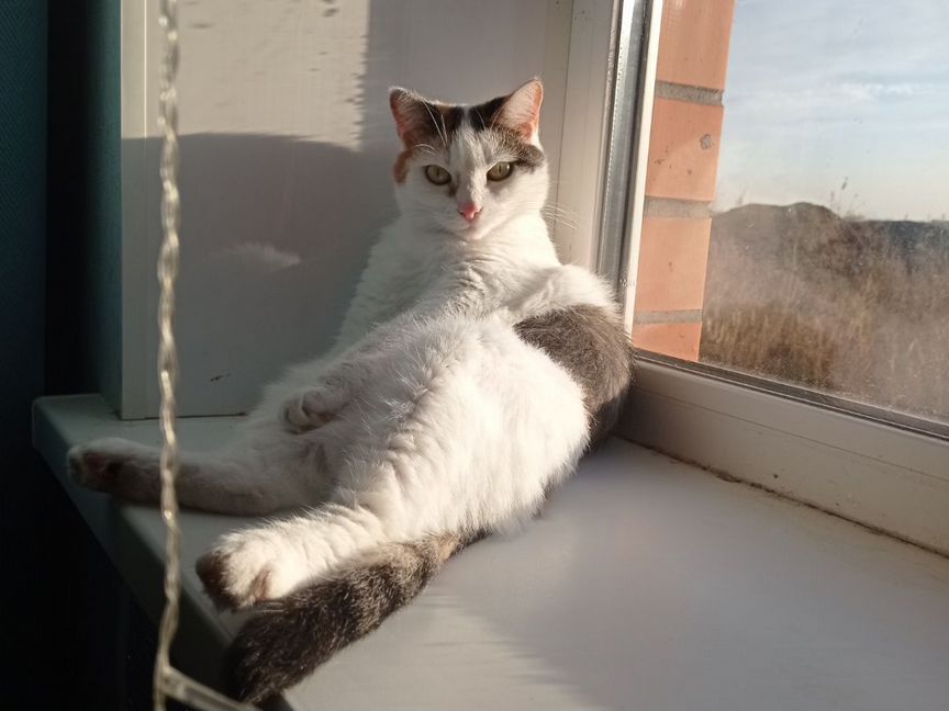 Кошка и кот