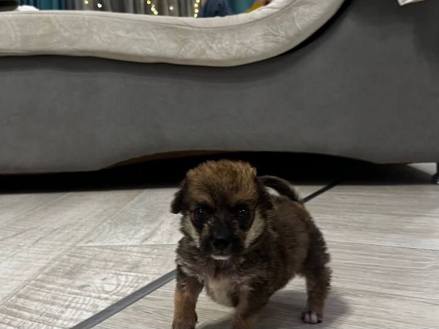 Щенок болонки