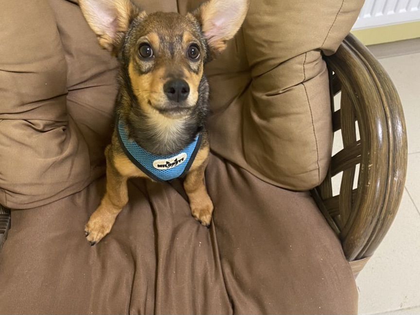 Щенок мальчик от небольшой собаки в добрые руки