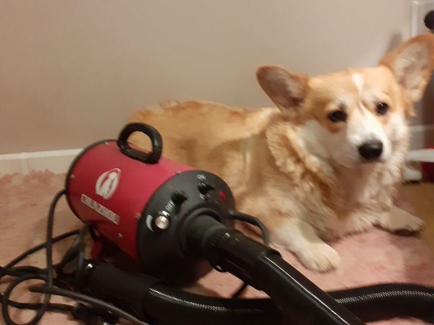Фен компрессор для собак