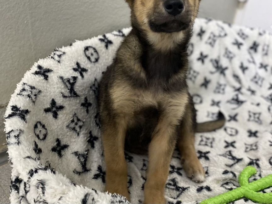 Щенок в добрые руки бесплатно