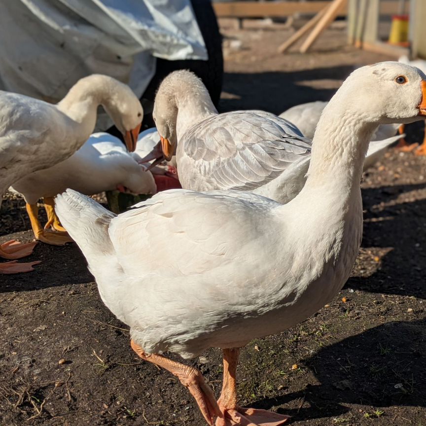 Гуси живьем