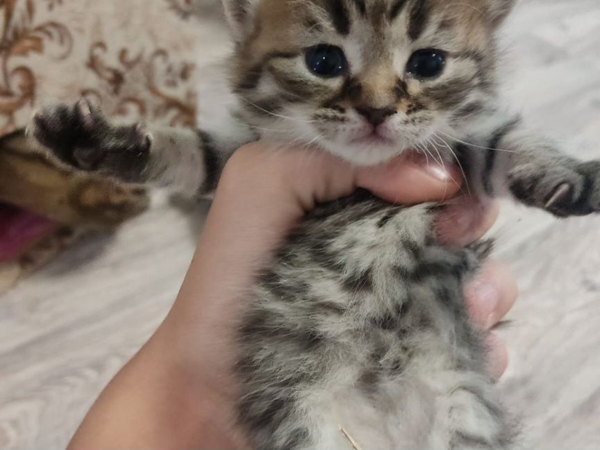 Шотландские вислоухие котята