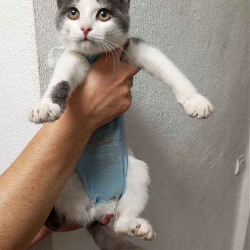 Кошка, 8-10мес