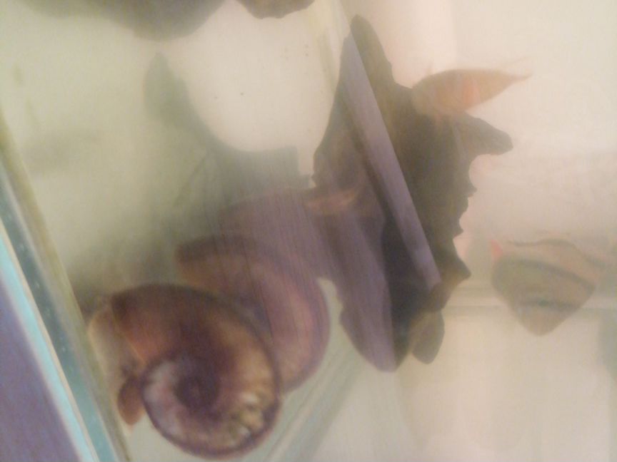 2 улитки + искусственное растение + 3 коряги