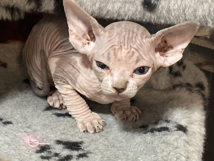 Котята сфинкс