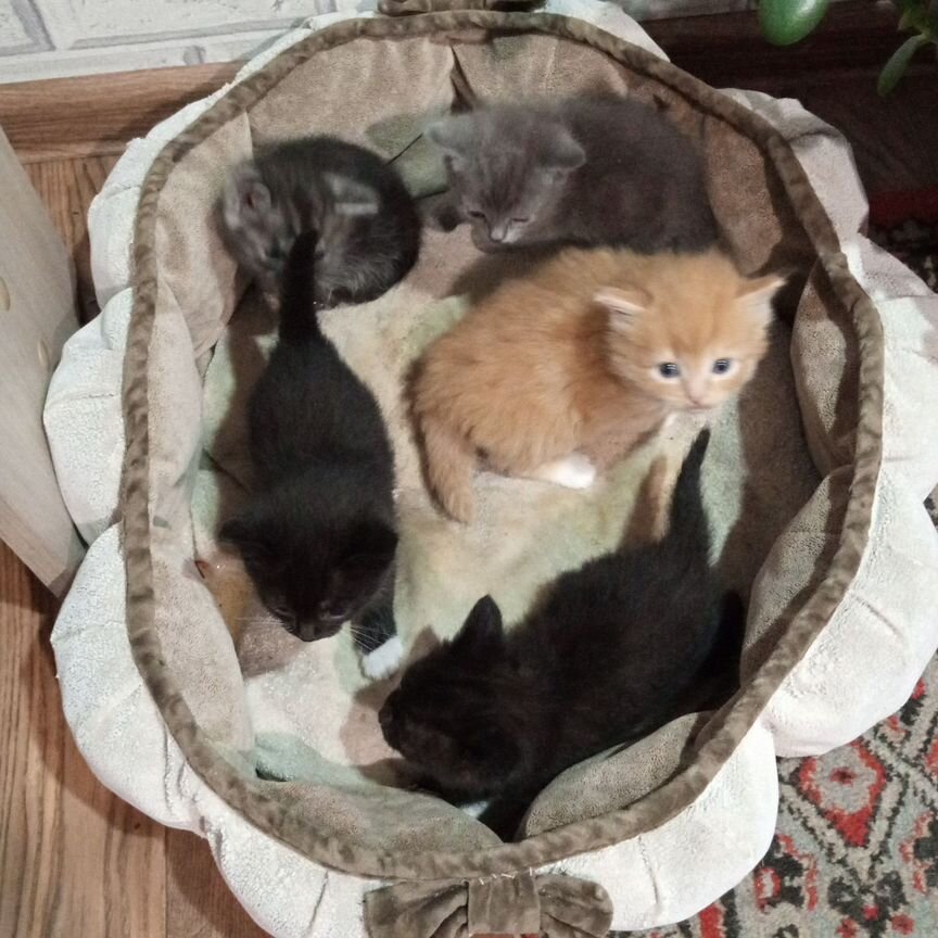 Отдам в добрые руки таких замечательных крошек