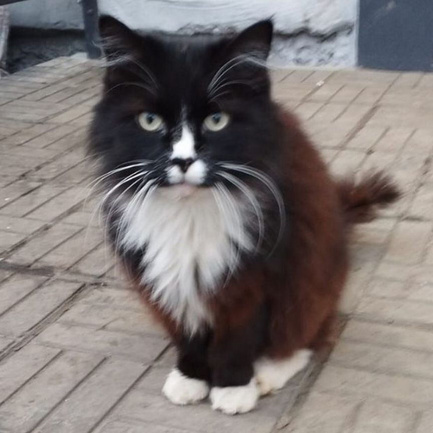 Взрослая кошка в добрые руки