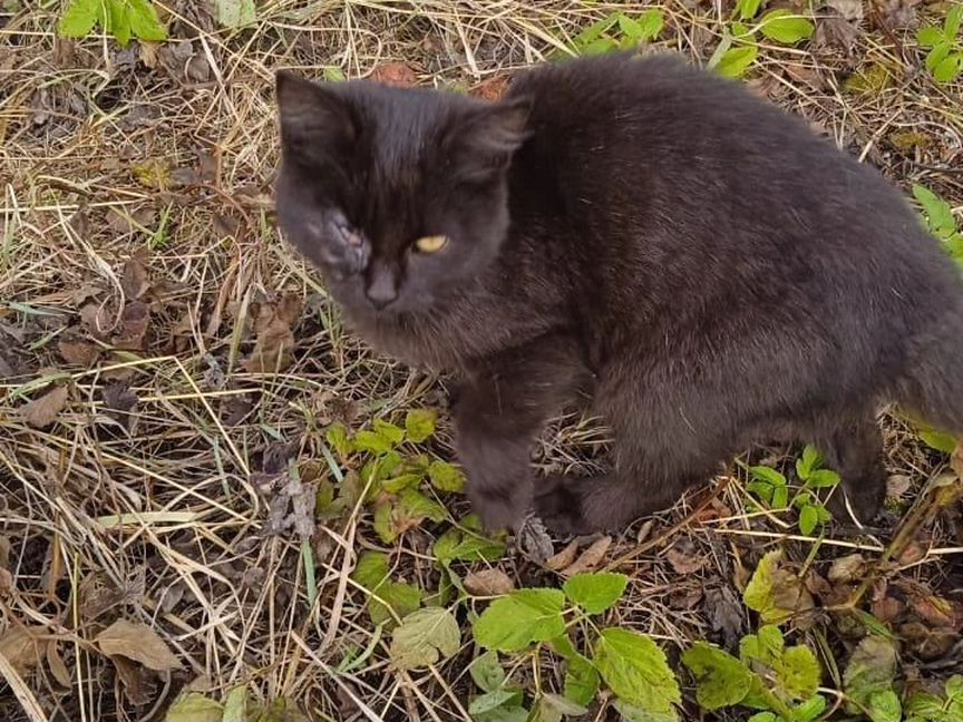 Помогите котенку