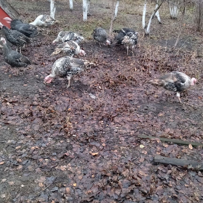 Индюки домашние на развод