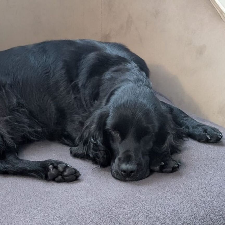 Кокер спаниель, взрослая собака