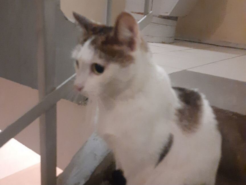 Кошка в подьезде Ястынская улица