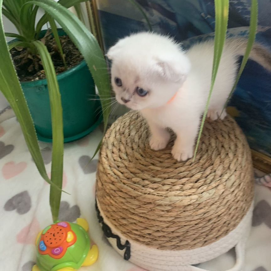 Шотландские котята