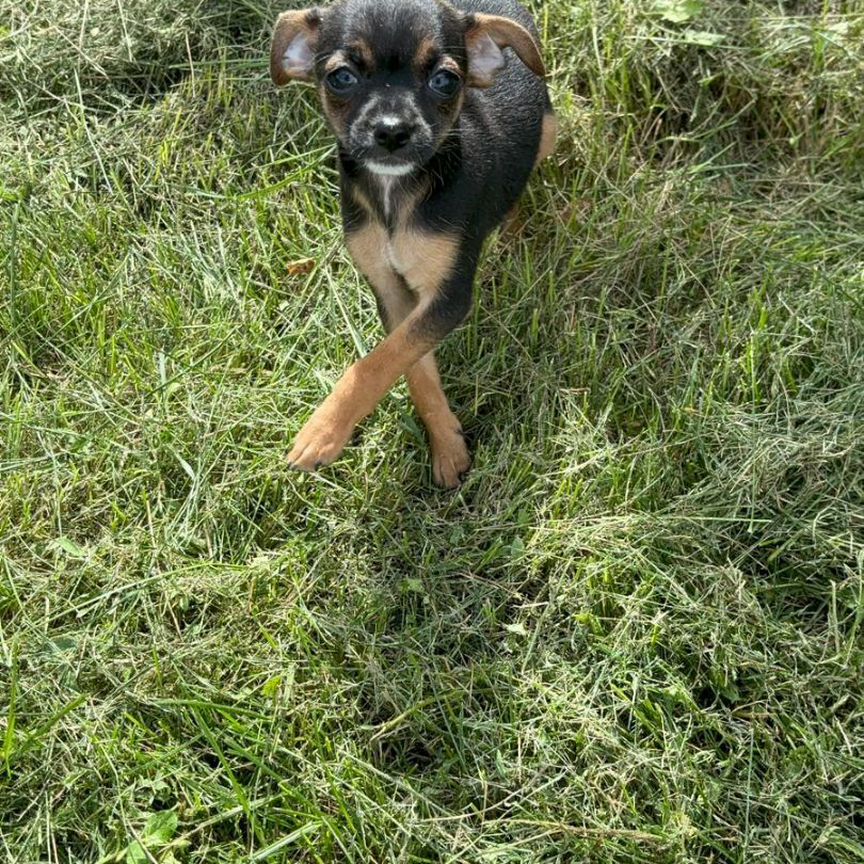 Той-терьер щенки