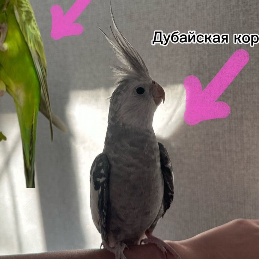 Попугай