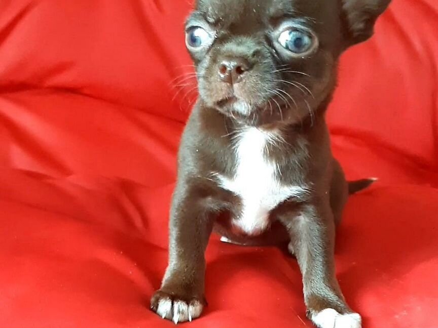 Минюшные красотки