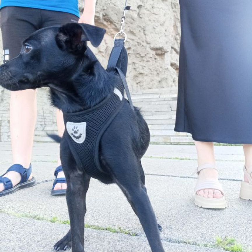 Английский той-терьер, щенок