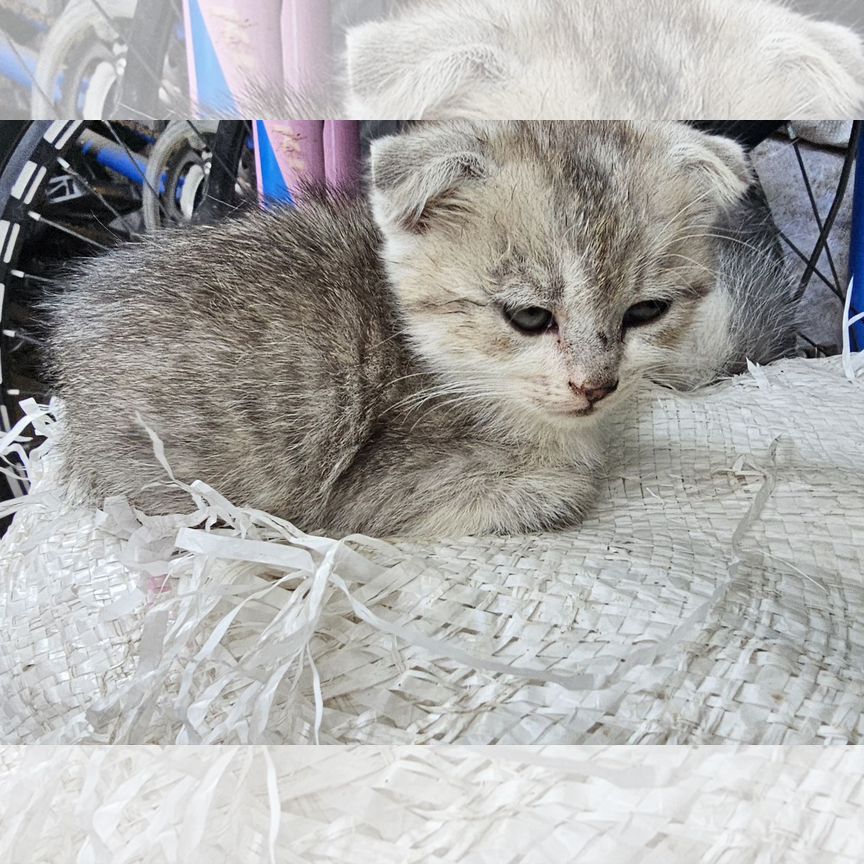 Котята