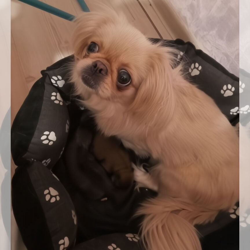 Пекинес, щенок