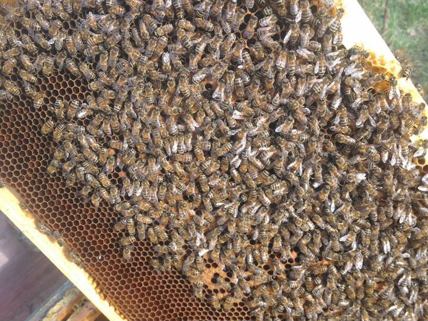 Рамки пчеловодные, сушь