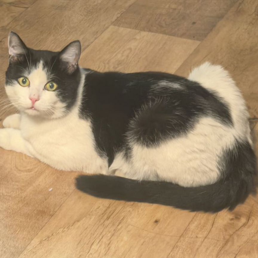 Взрослый кот от частного владельца