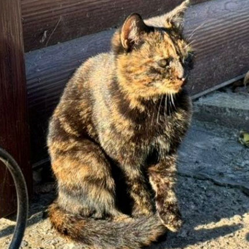 Взрослая кошка в добрые руки