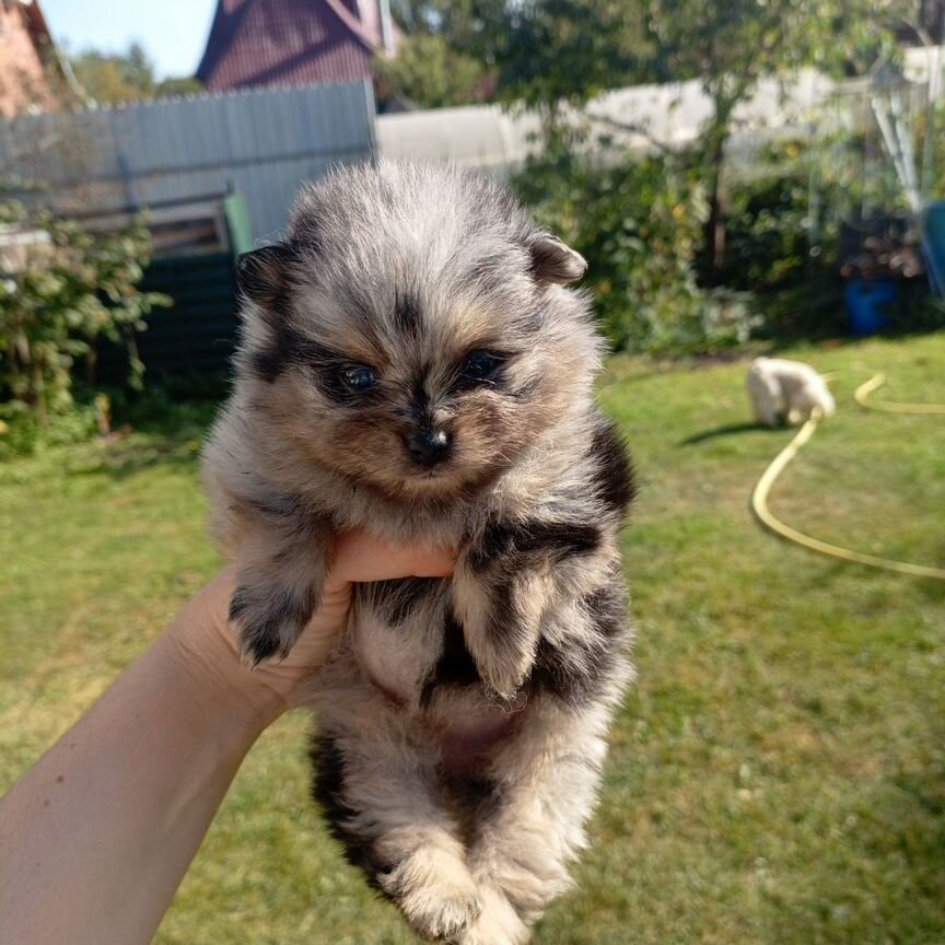 Девочка Шпиц окраса Мерле