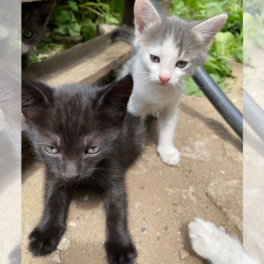 Отдам котят в добрые руки