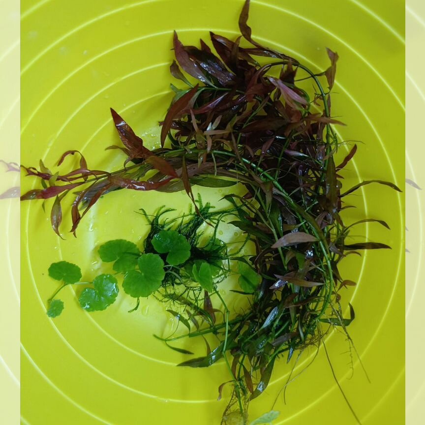 Аквариумное растение