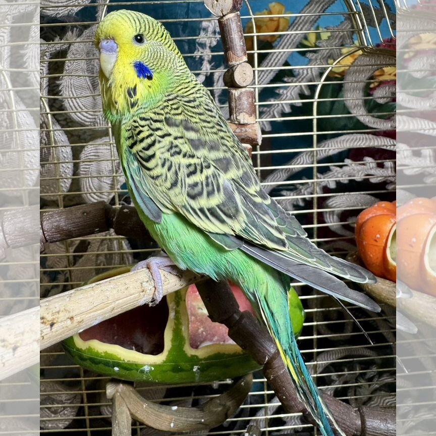 Выставочный волнистый попугай ввп Чех