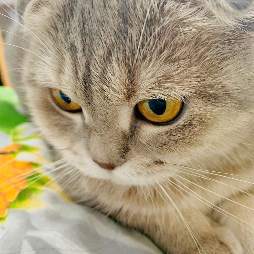 Кошка шотландская вислоухая