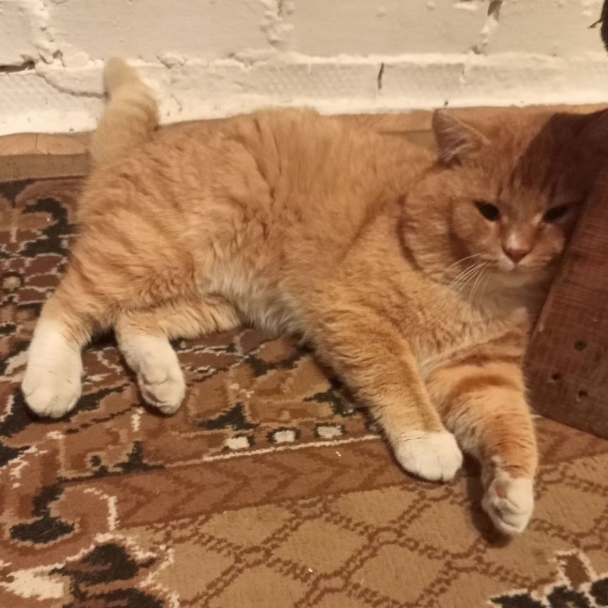 Одам кота в хорошие руки бесплатно