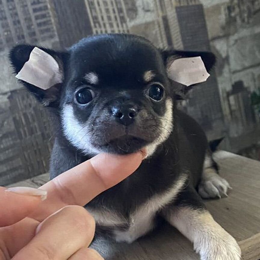 Прелестная девочка