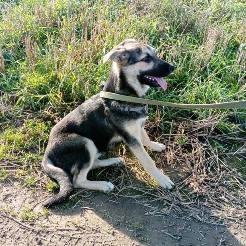 Даяна