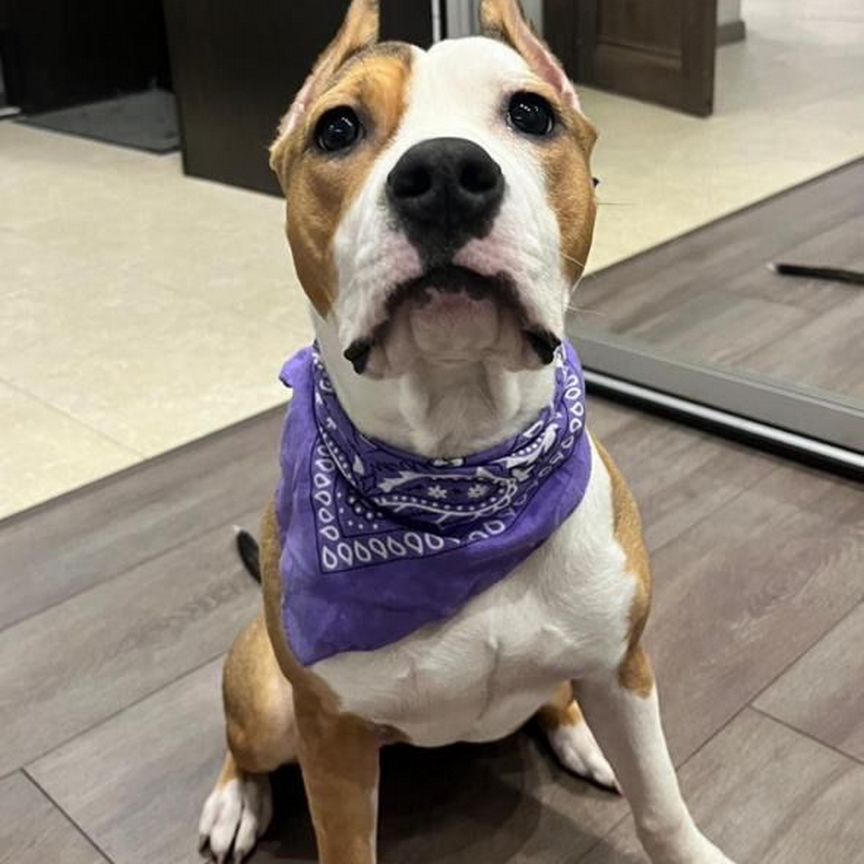 Стаффордширский терьер (стафф)