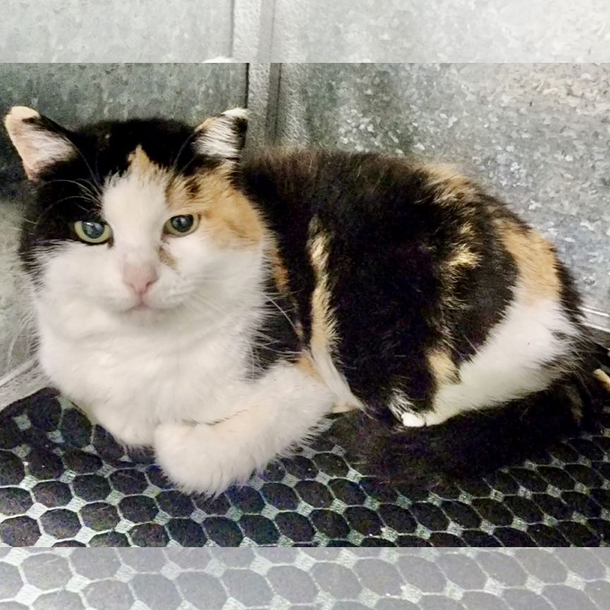 Взрослая кошка в добрые руки