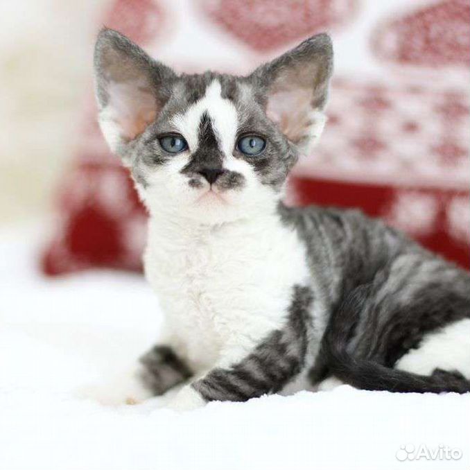 Красивая девочка породы Девон рекс