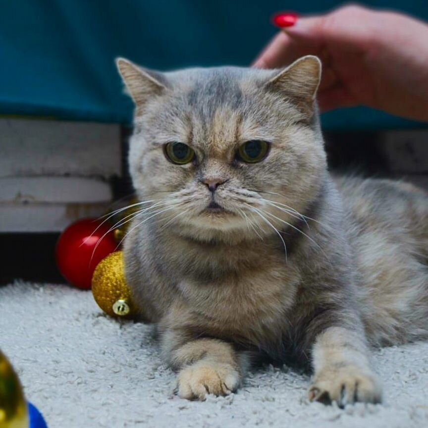 Котейки в добрые руки бесплатно