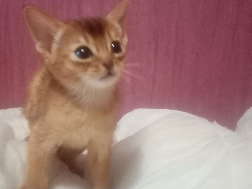 Абиссинская