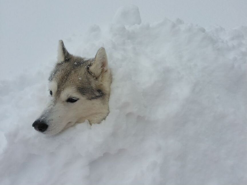 Потерялась хаски сука