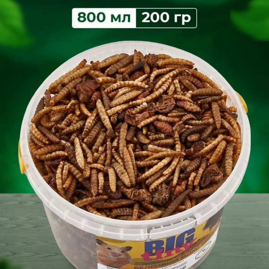 Мучной червь шелкопряд чёрная львинка