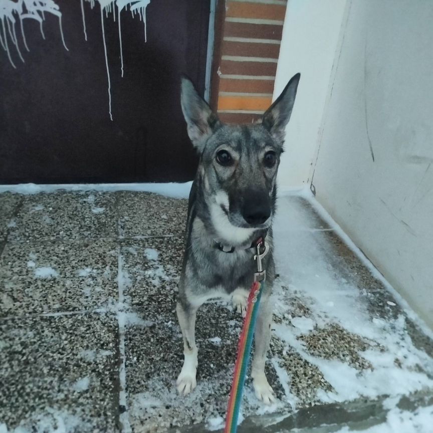 В добрые руки