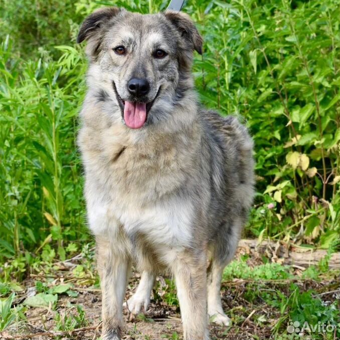 Собака девочка Айка 1,5 года