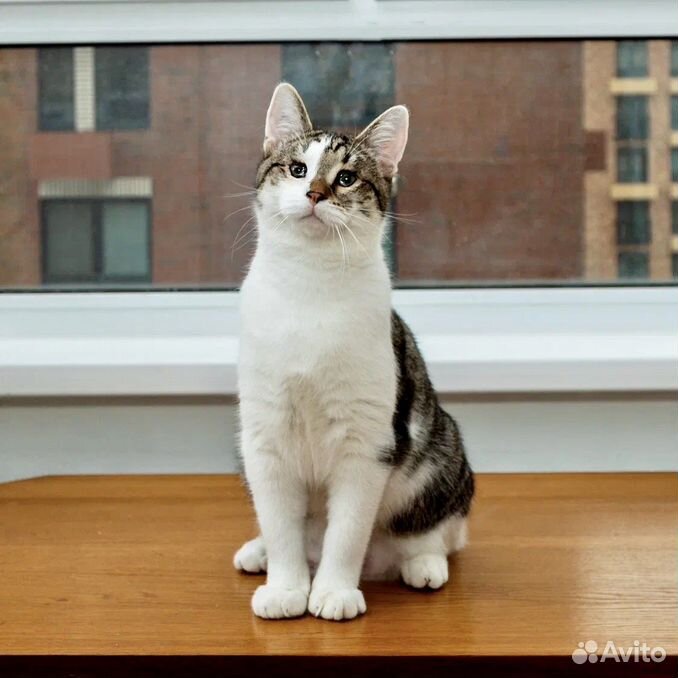 Котенок мальчик Гриша 11 мес