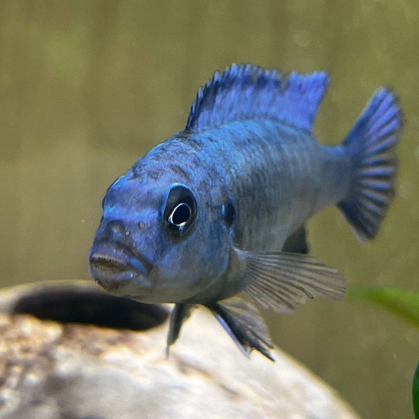 Рыбки цихлиды