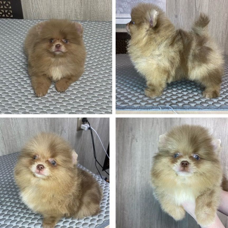 Померанский шпиц, щенок