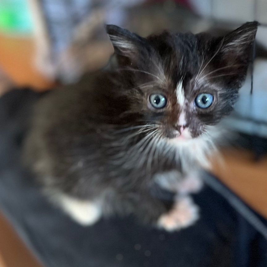 Котёнок в добрые руки