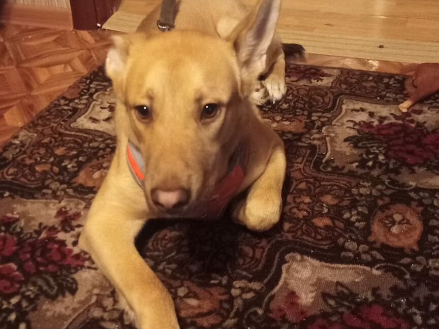 Щенок в добрые руки бесплатно